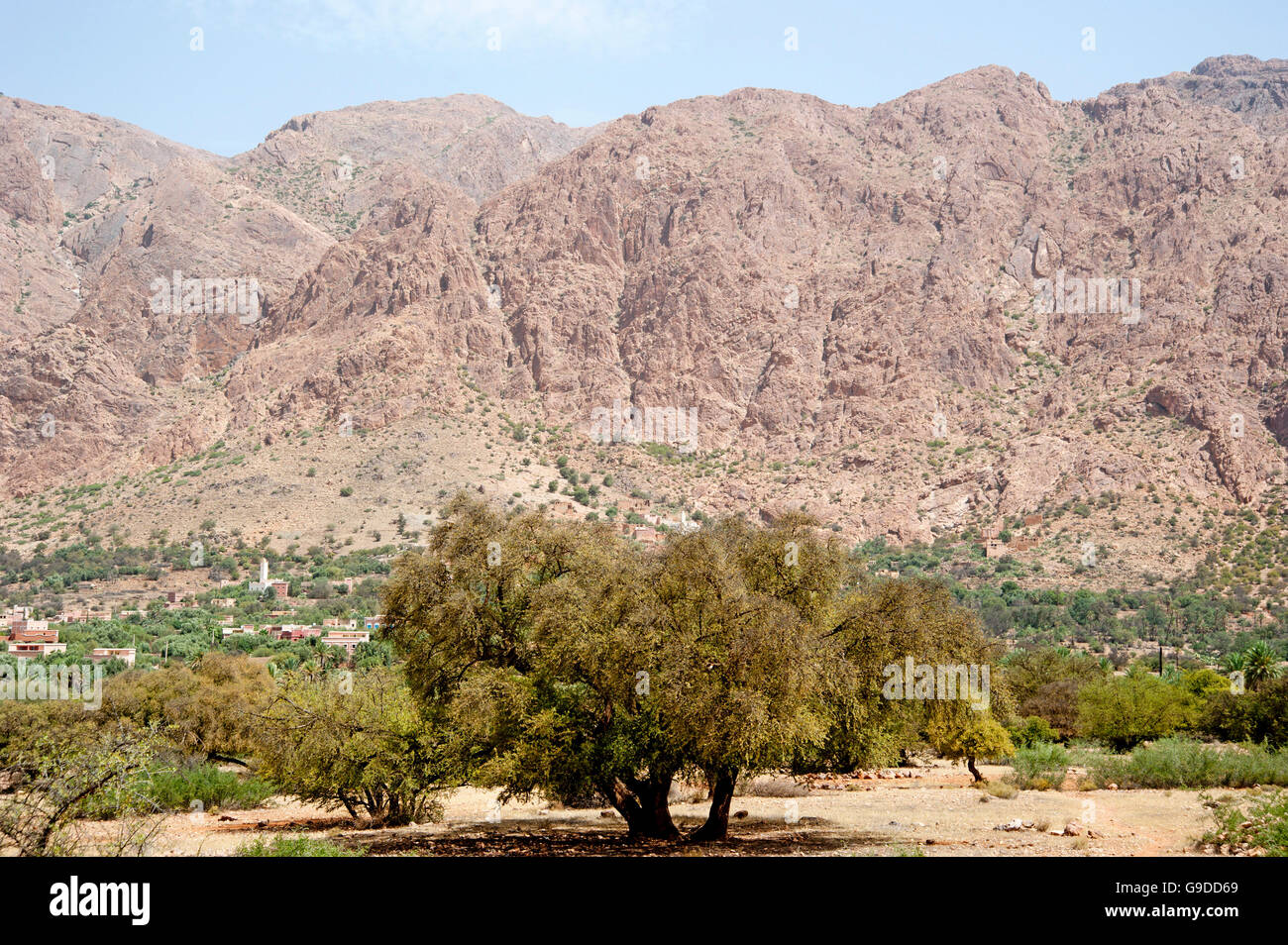 Argan trees hi-res stock photography and images - Alamy