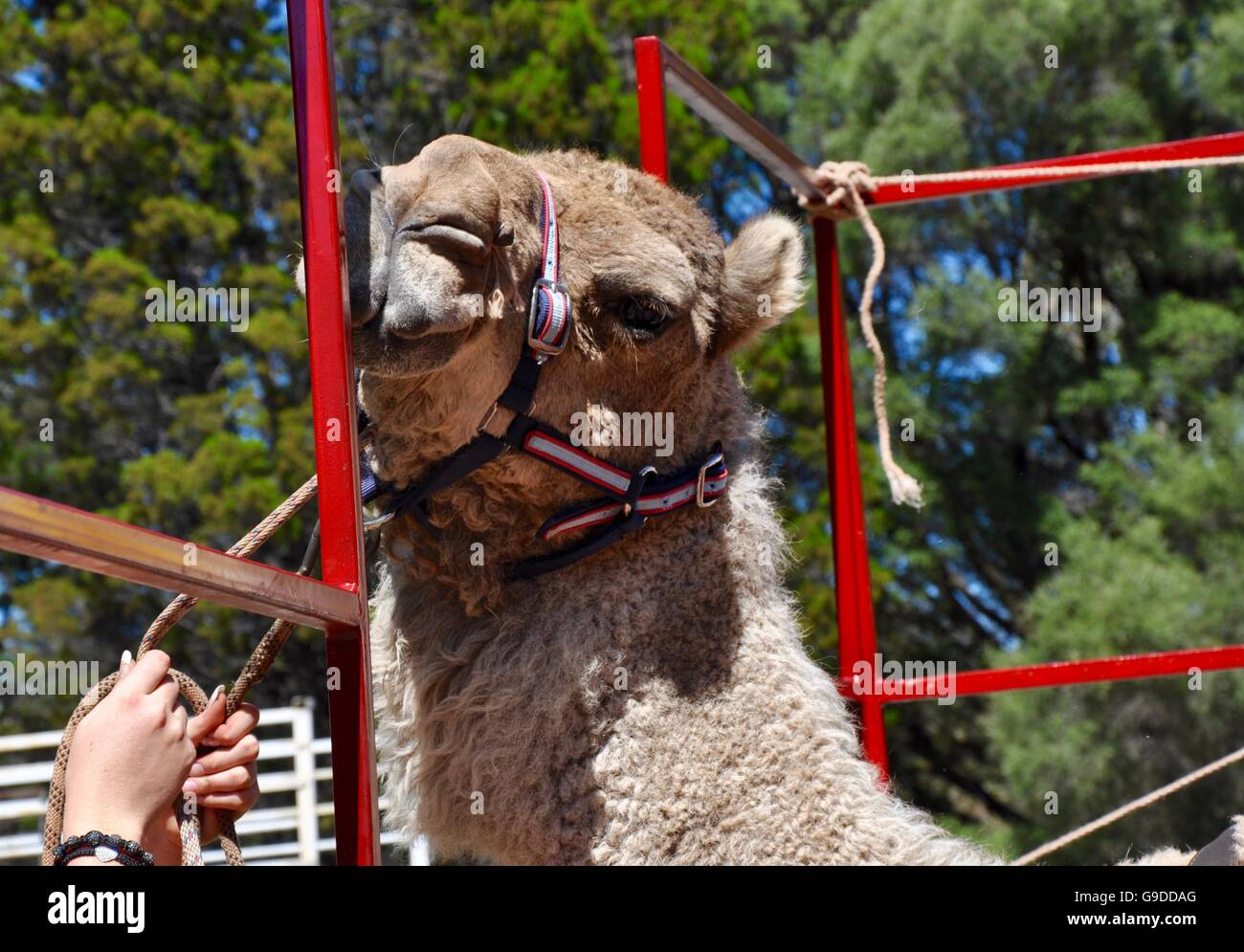 Camel Handler Stock Photos & Camel Handler Stock Images - Alamy