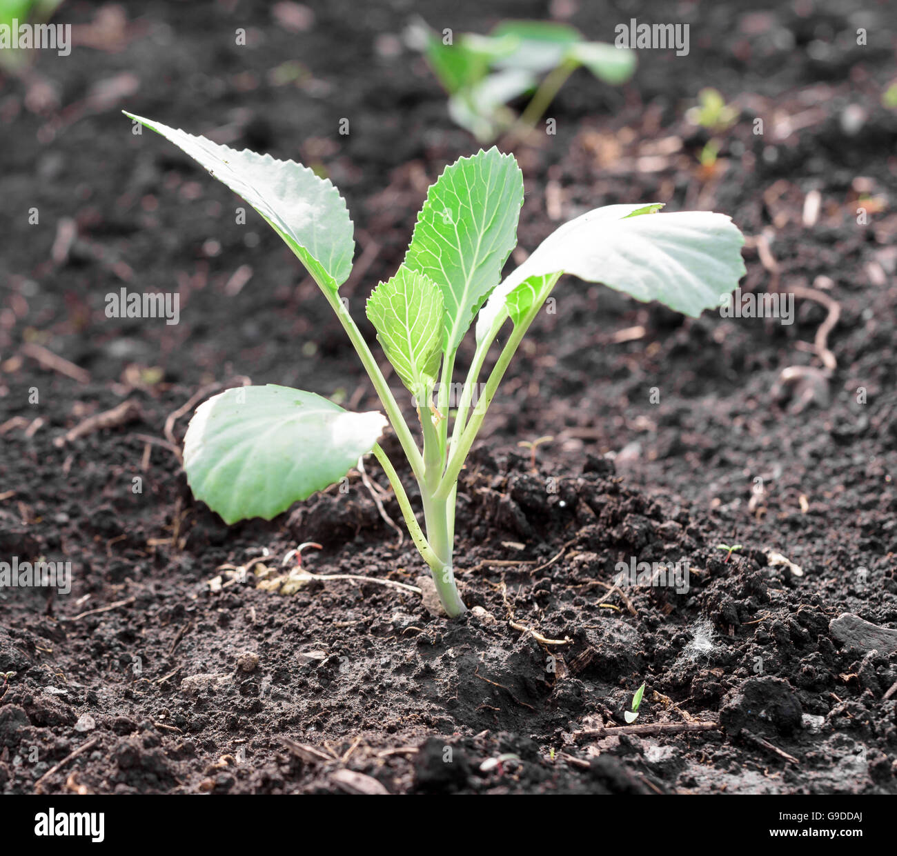Cabbage seedling hi-res stock photography and images - Alamy