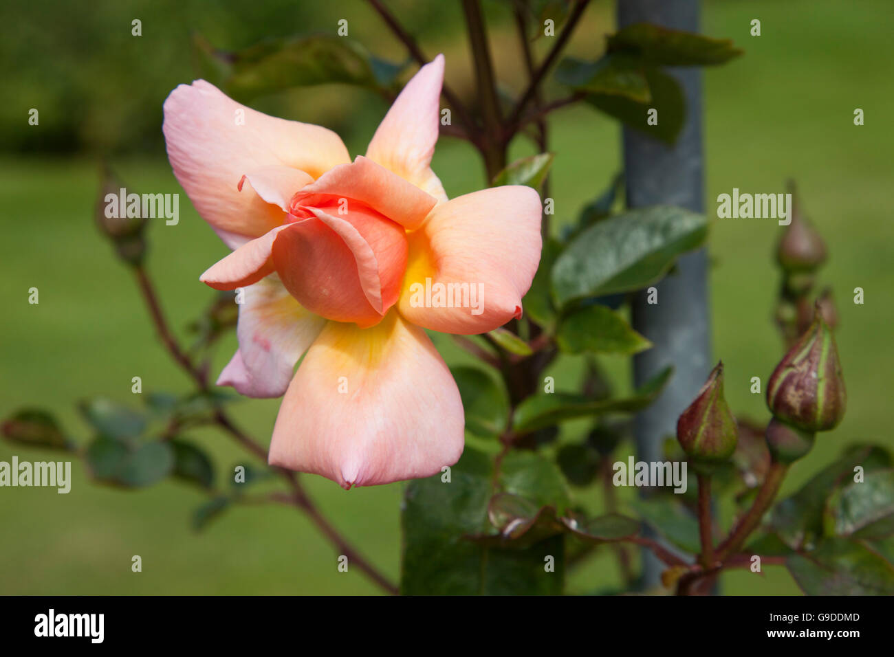Pink climbing rose hi-res stock photography and images - Alamy