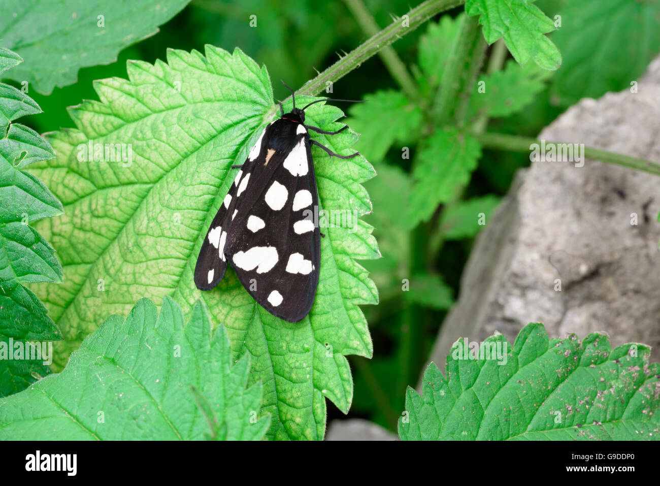 Black and white Nine-Spotted Moth resting on fresh green nettles Stock ...