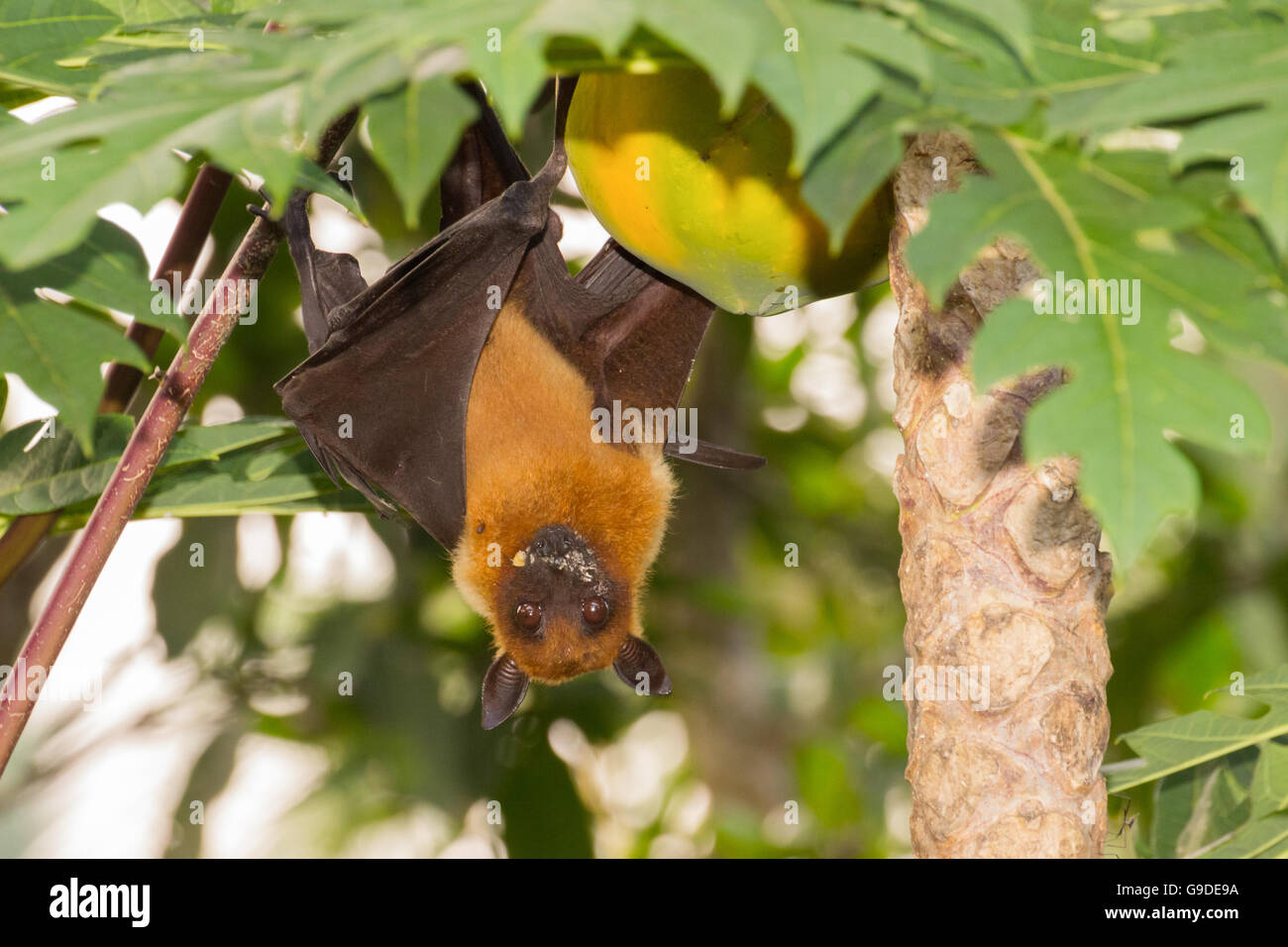 Indian fruit bat Stock Photo - Alamy