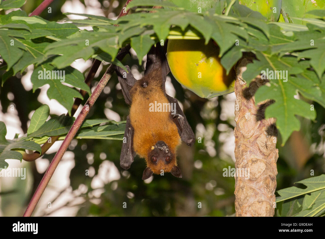 Hairless bat hi-res stock photography and images - Alamy