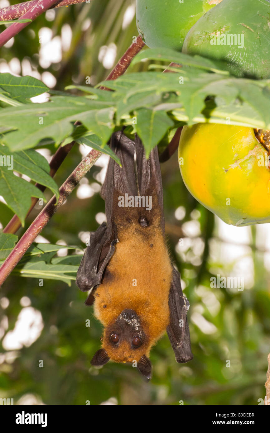 Indian fruit bat Stock Photo - Alamy