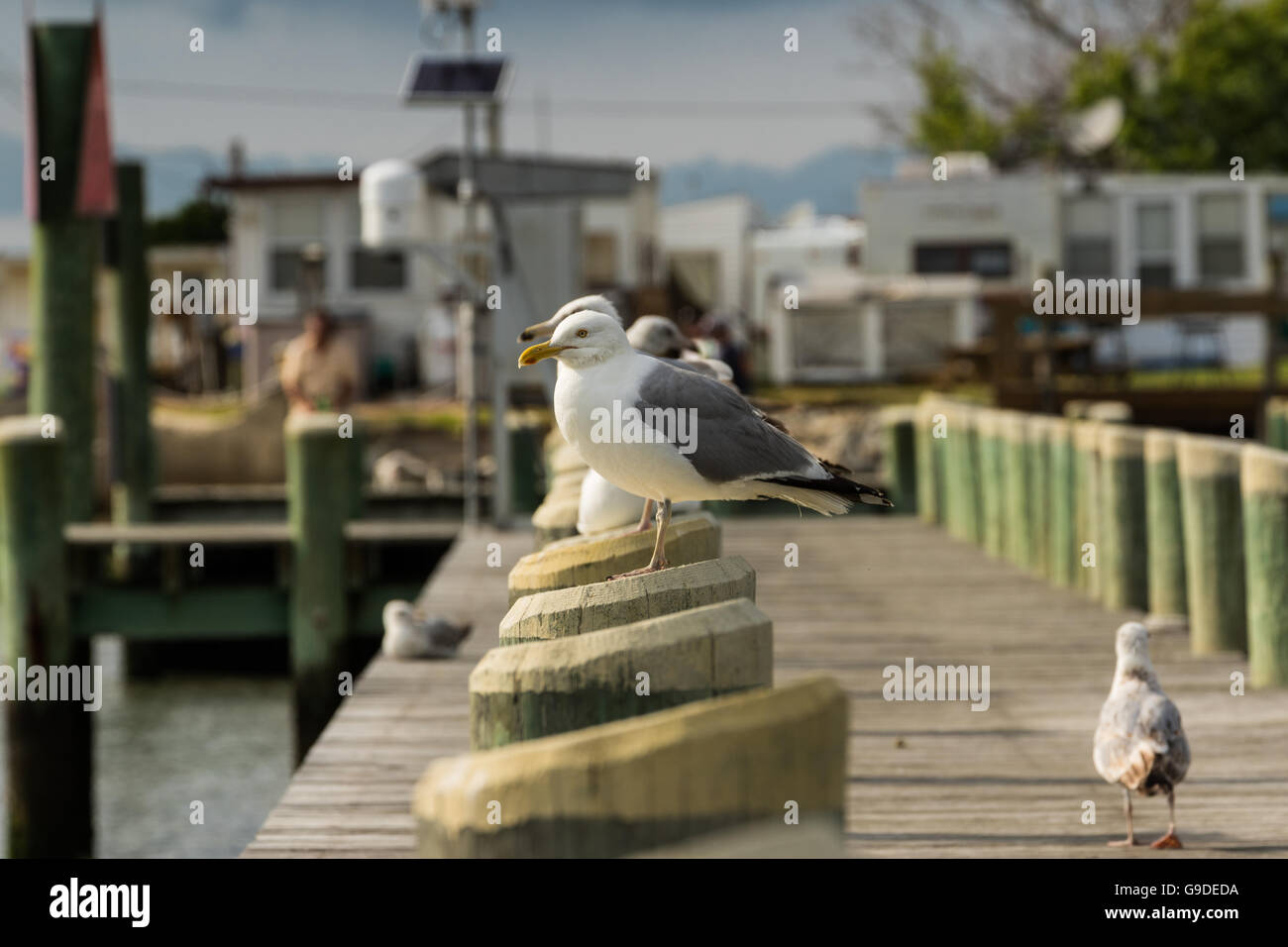 Birds on a dock hi-res stock photography and images - Alamy