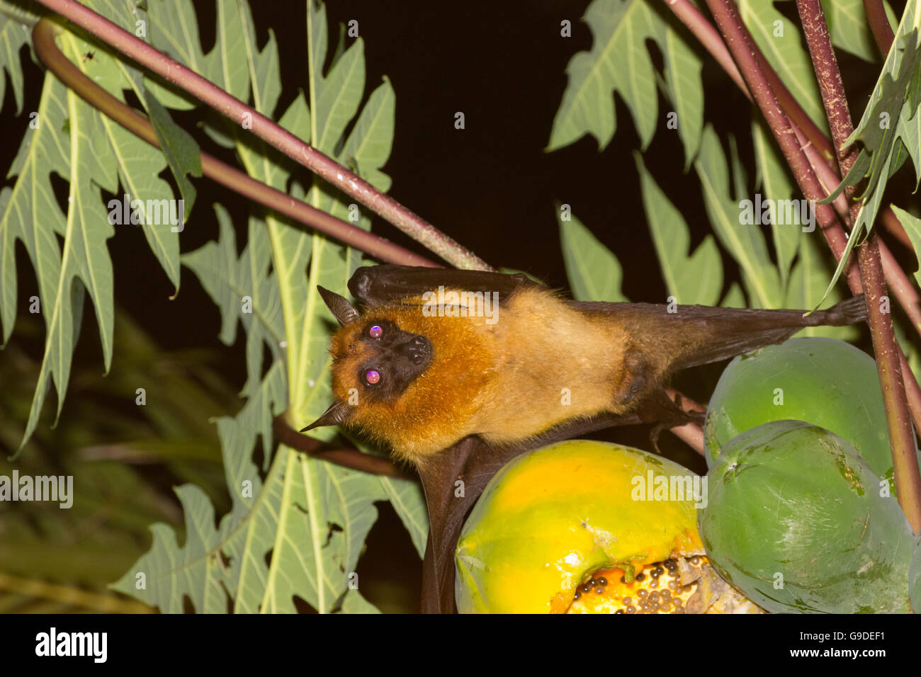 Indian fruit bat Stock Photo - Alamy