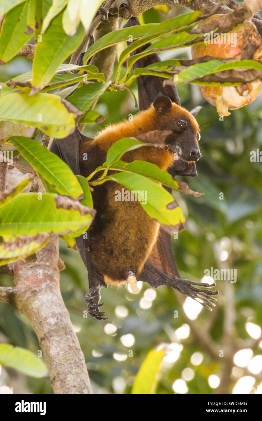 Indian fruit bat Stock Photo - Alamy
