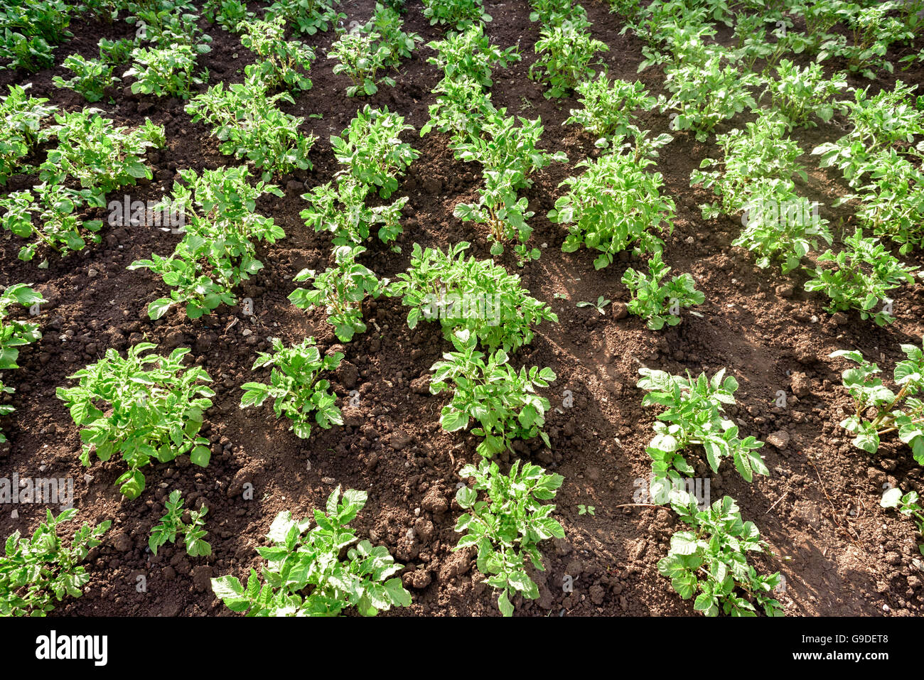 Spud hi-res stock photography and images - Alamy