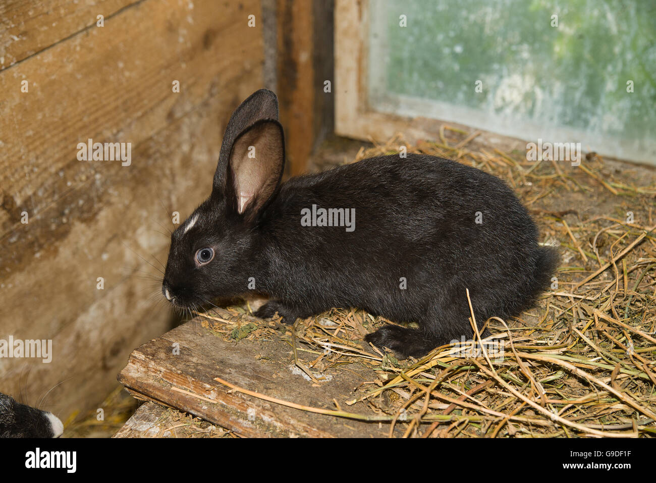 A young rabbit is in the shed on the farm Stock Photo - Alamy