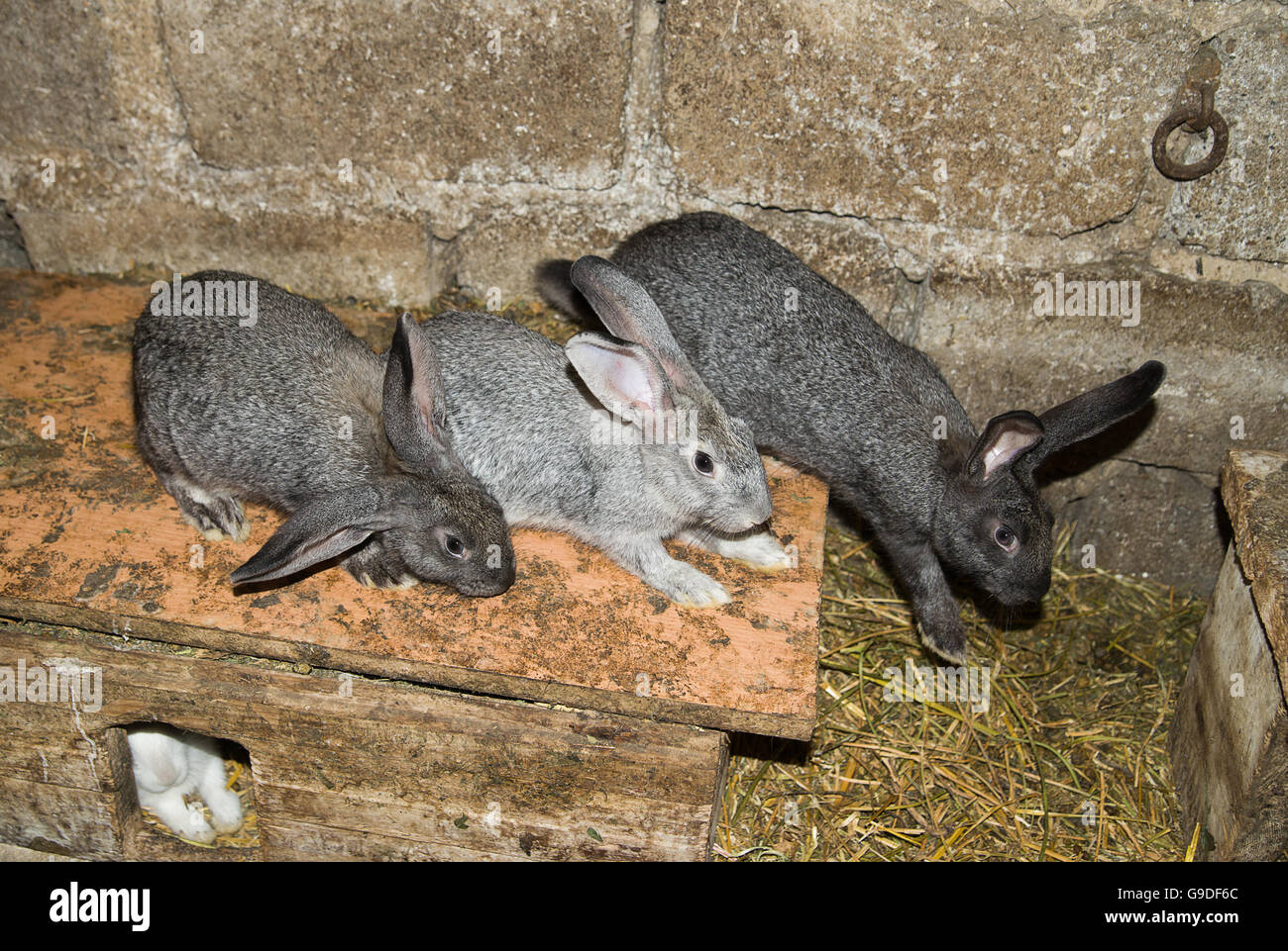Farm outhouse shed hi-res stock photography and images - Alamy