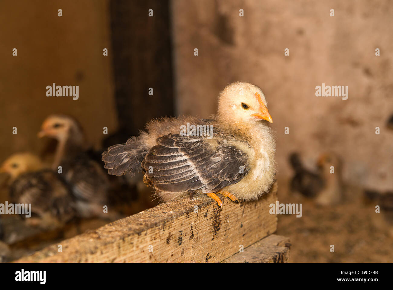 Chick coop hi-res stock photography and images - Alamy