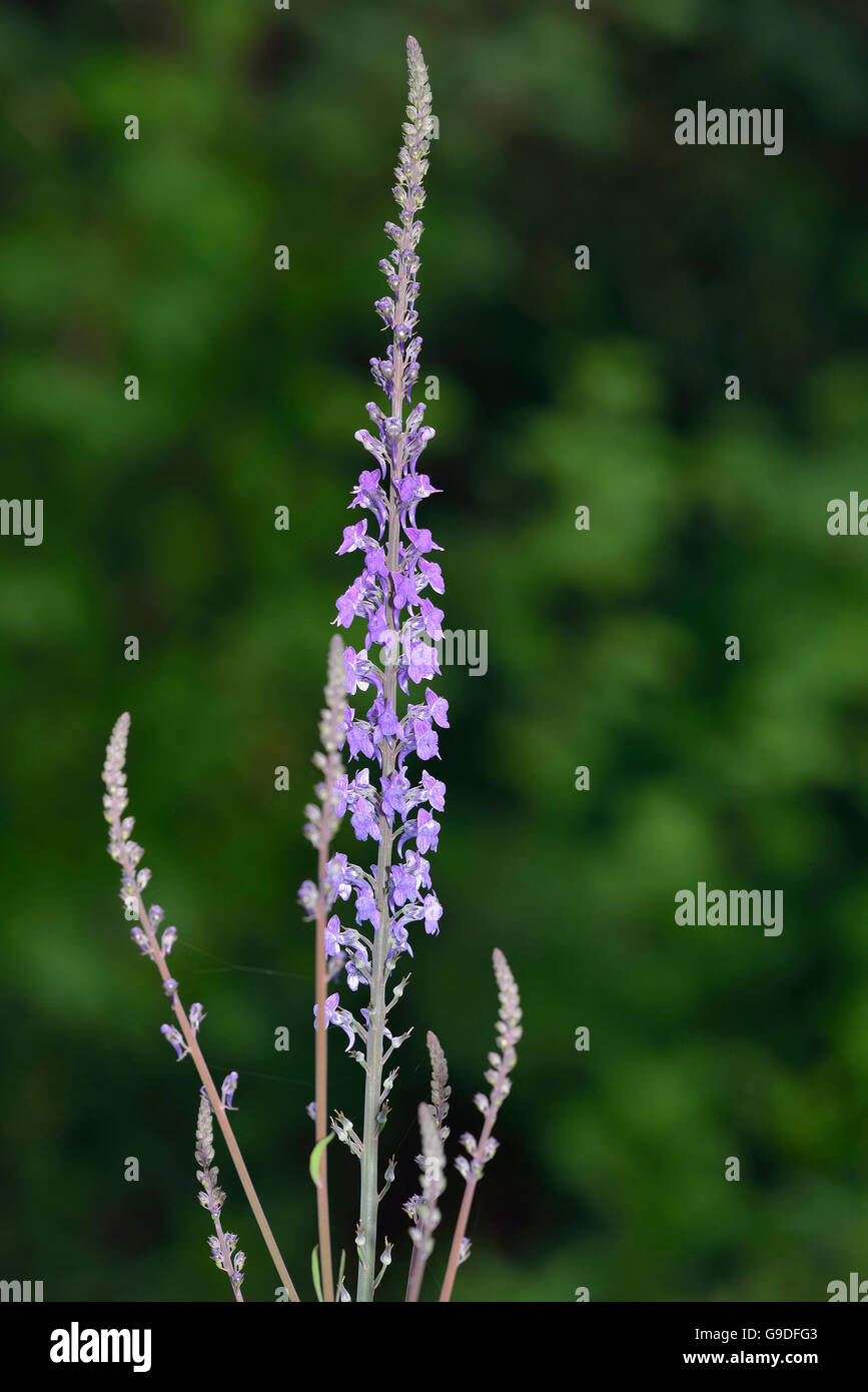 Purple Toadflax - Linaria purpurea Tall Purple Flower Stock Photo - Alamy
