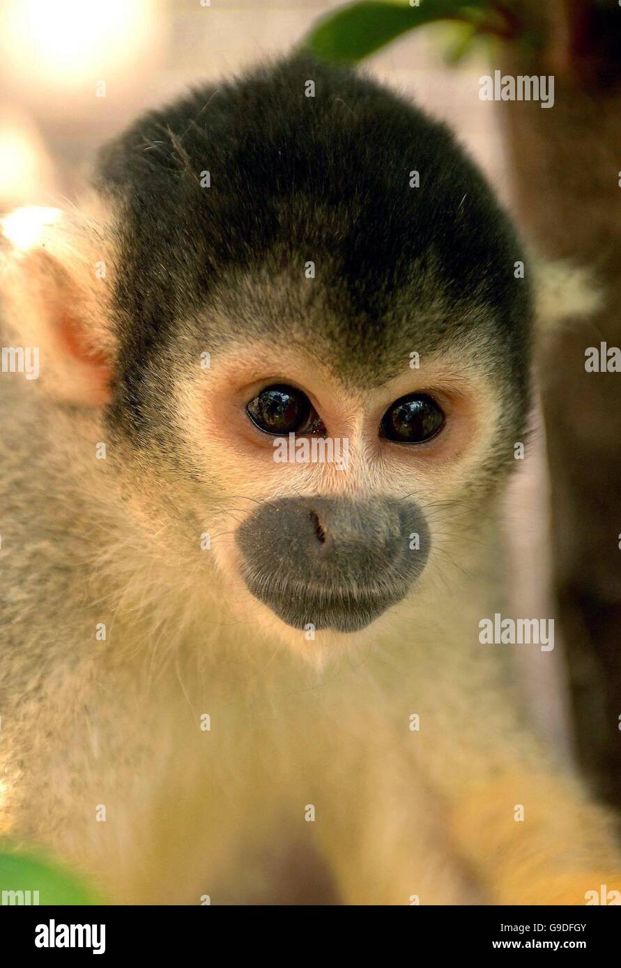 Monkey Children Hi Res Stock Photography And Images Alamy