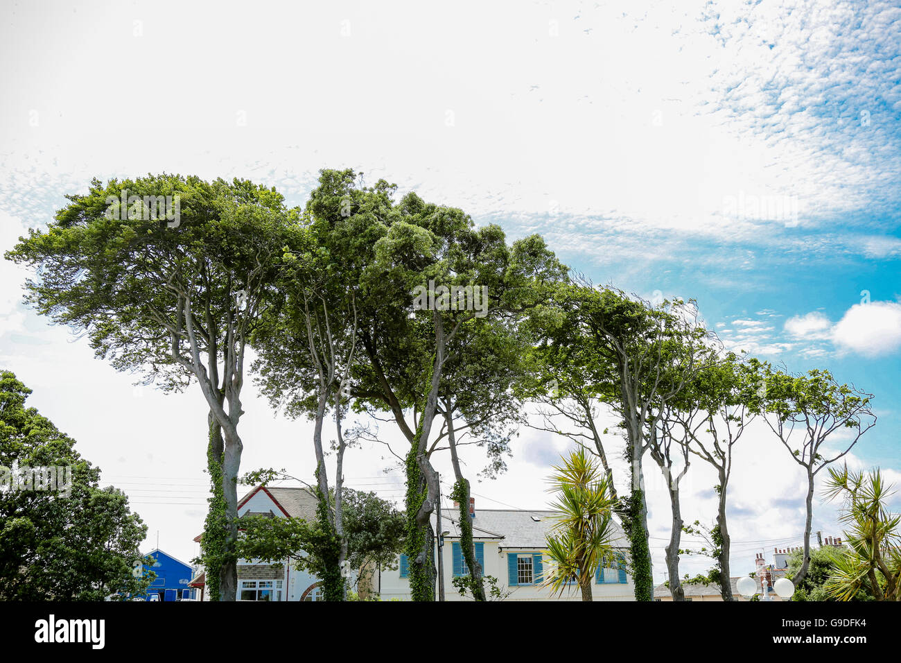 A row of wind shaped trees making a wedge shape into the prevailing ...