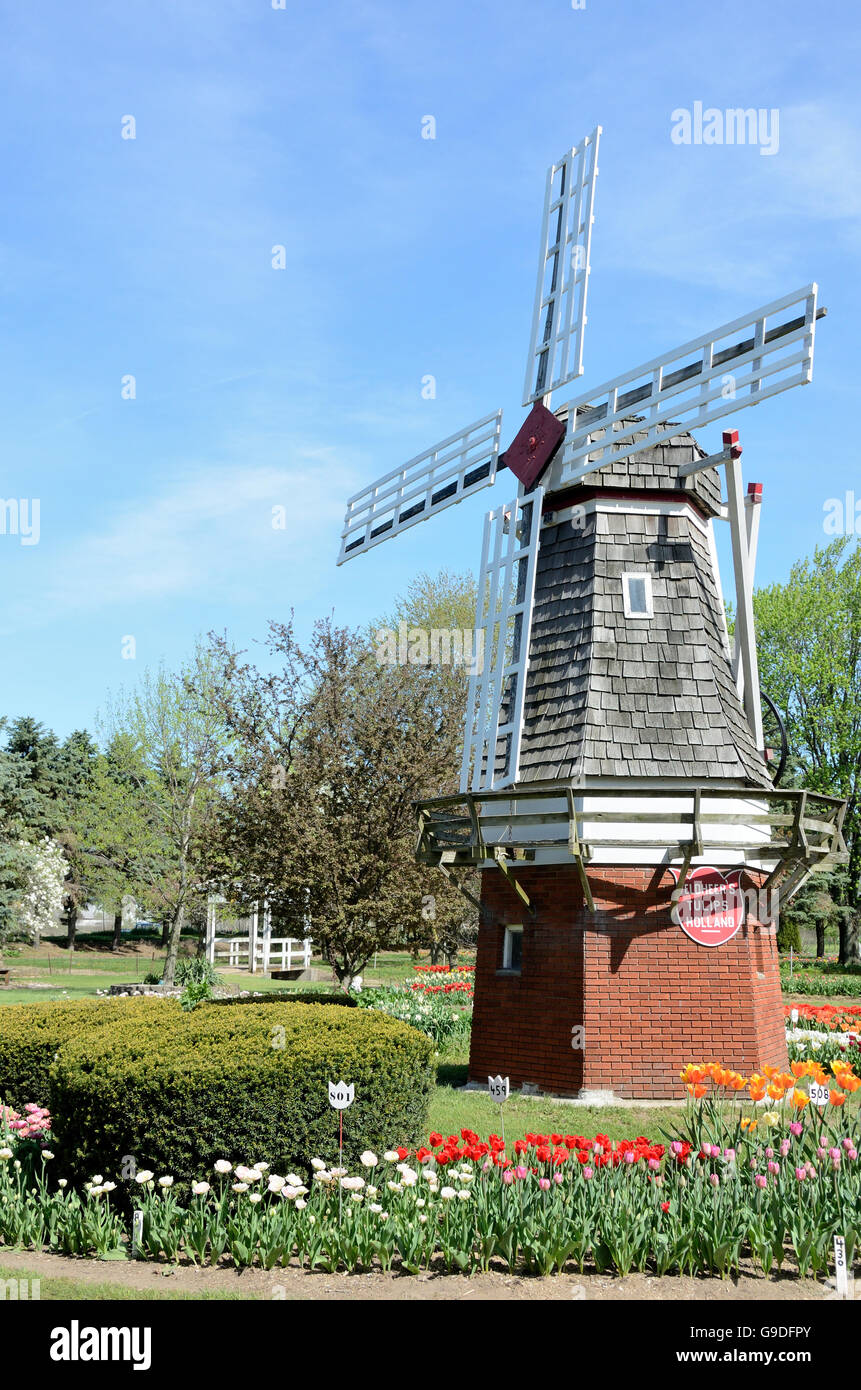 Windmill at Veldheer farm during tulip time festival in Holland ...