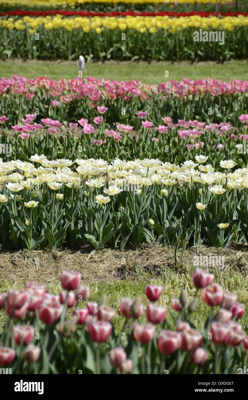 Tulip time festival in Holland, Michigan Stock Photo - Alamy
