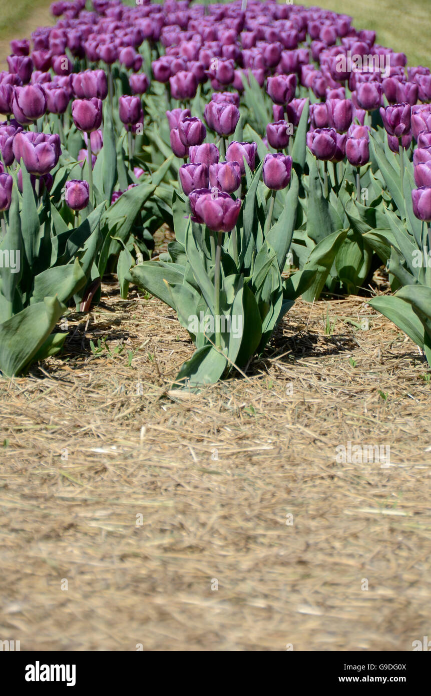 Tulip time festival in Holland, Michigan Stock Photo - Alamy