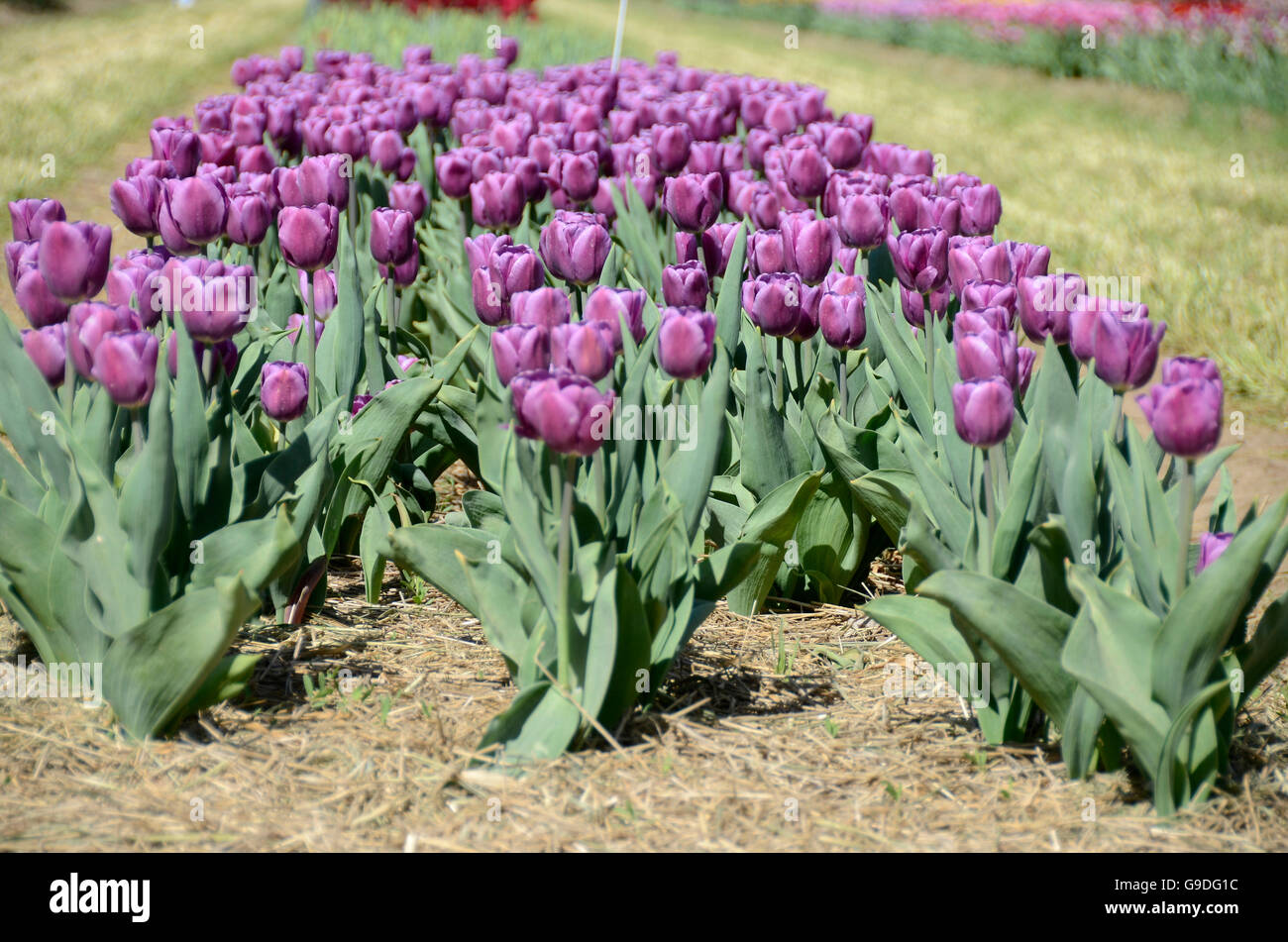 Tulip time festival in Holland, Michigan Stock Photo - Alamy