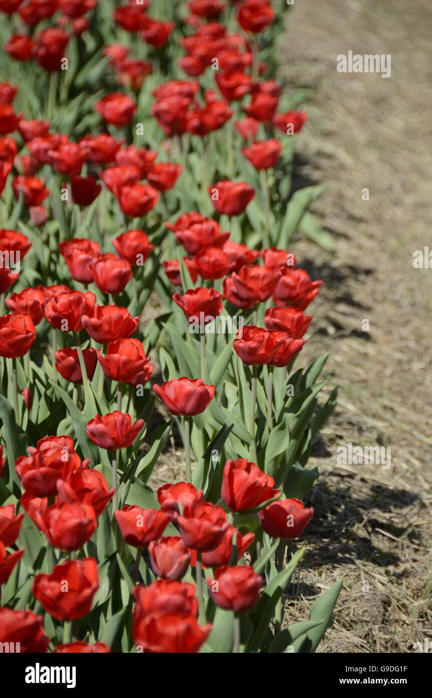 Tulip time festival in Holland, Michigan Stock Photo - Alamy