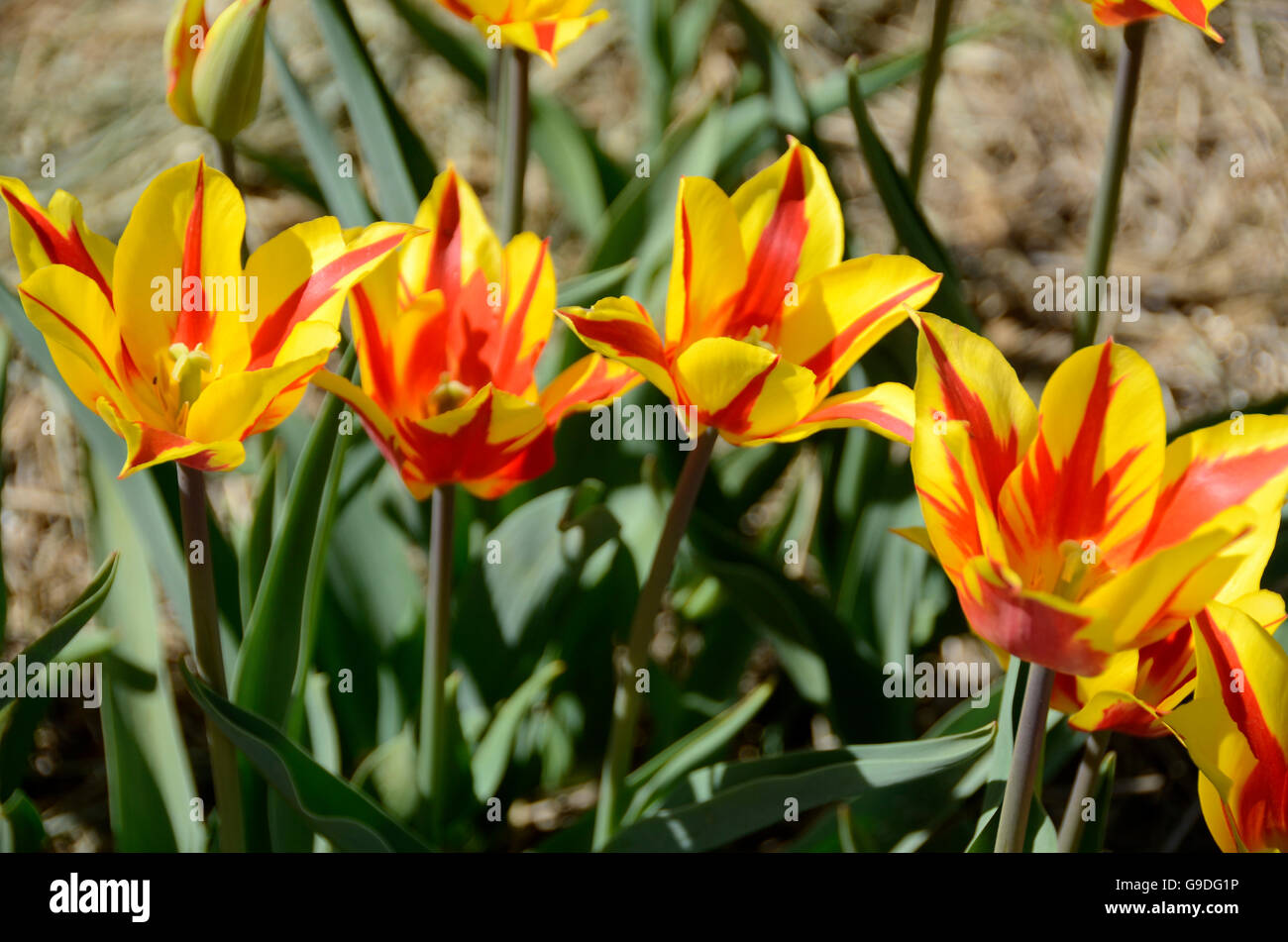 Perennial heritage bulbs hi-res stock photography and images - Alamy