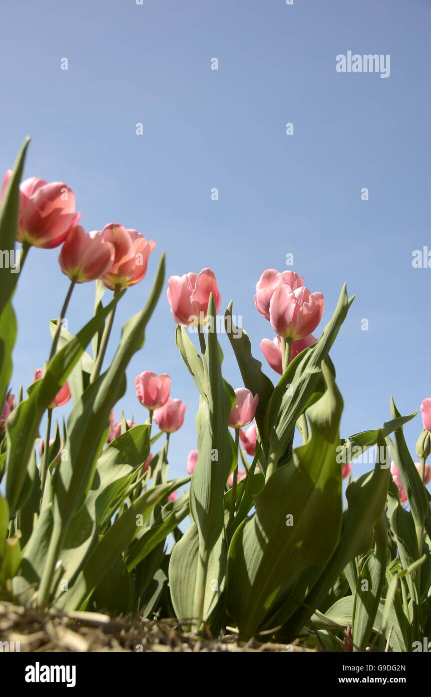 Tulip time festival in Holland, Michigan Stock Photo - Alamy