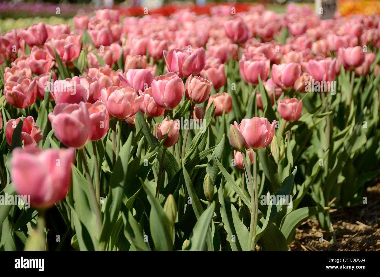 Tulip time festival in Holland, Michigan Stock Photo - Alamy