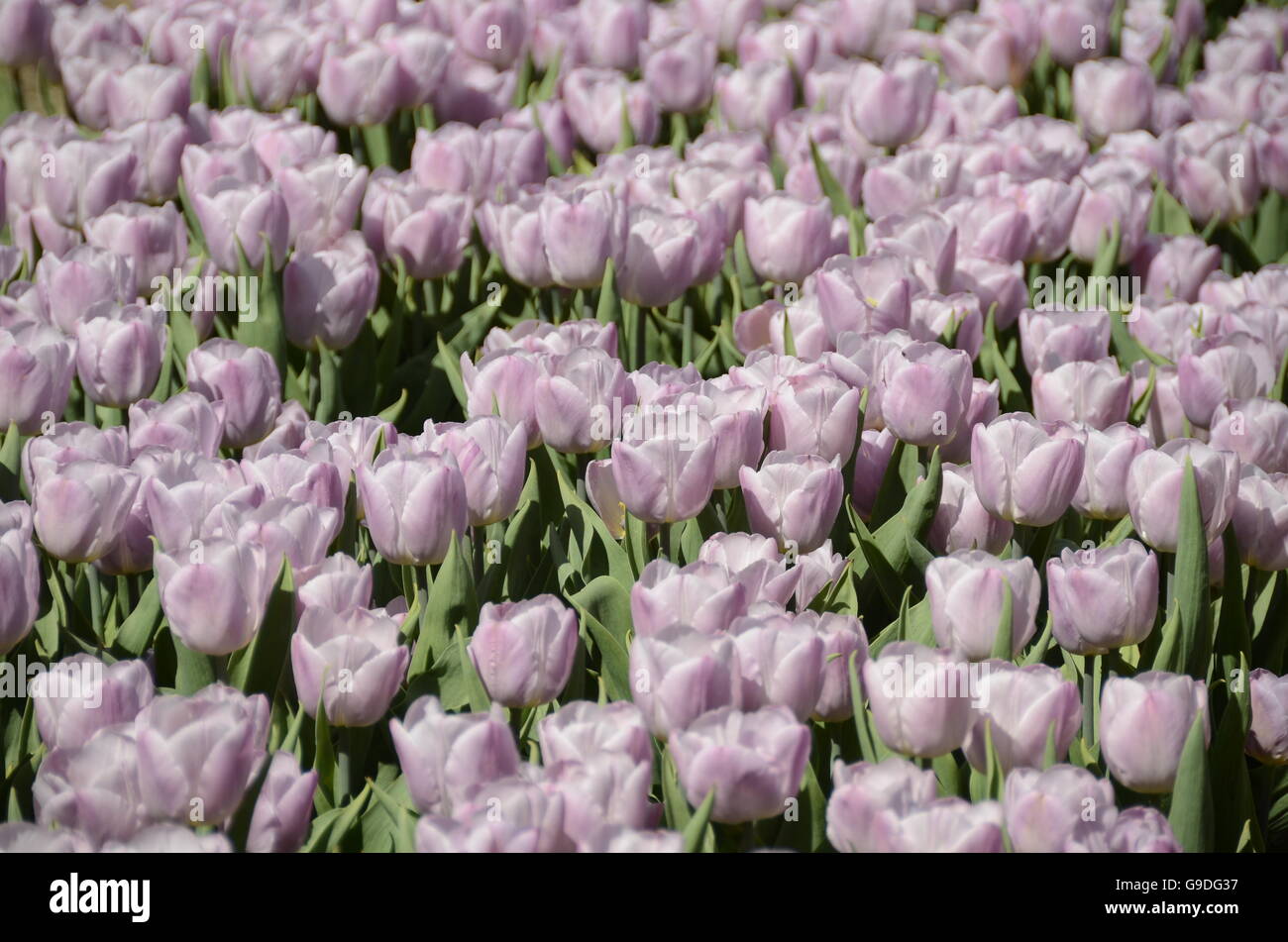 Tulip time festival in Holland, Michigan Stock Photo - Alamy