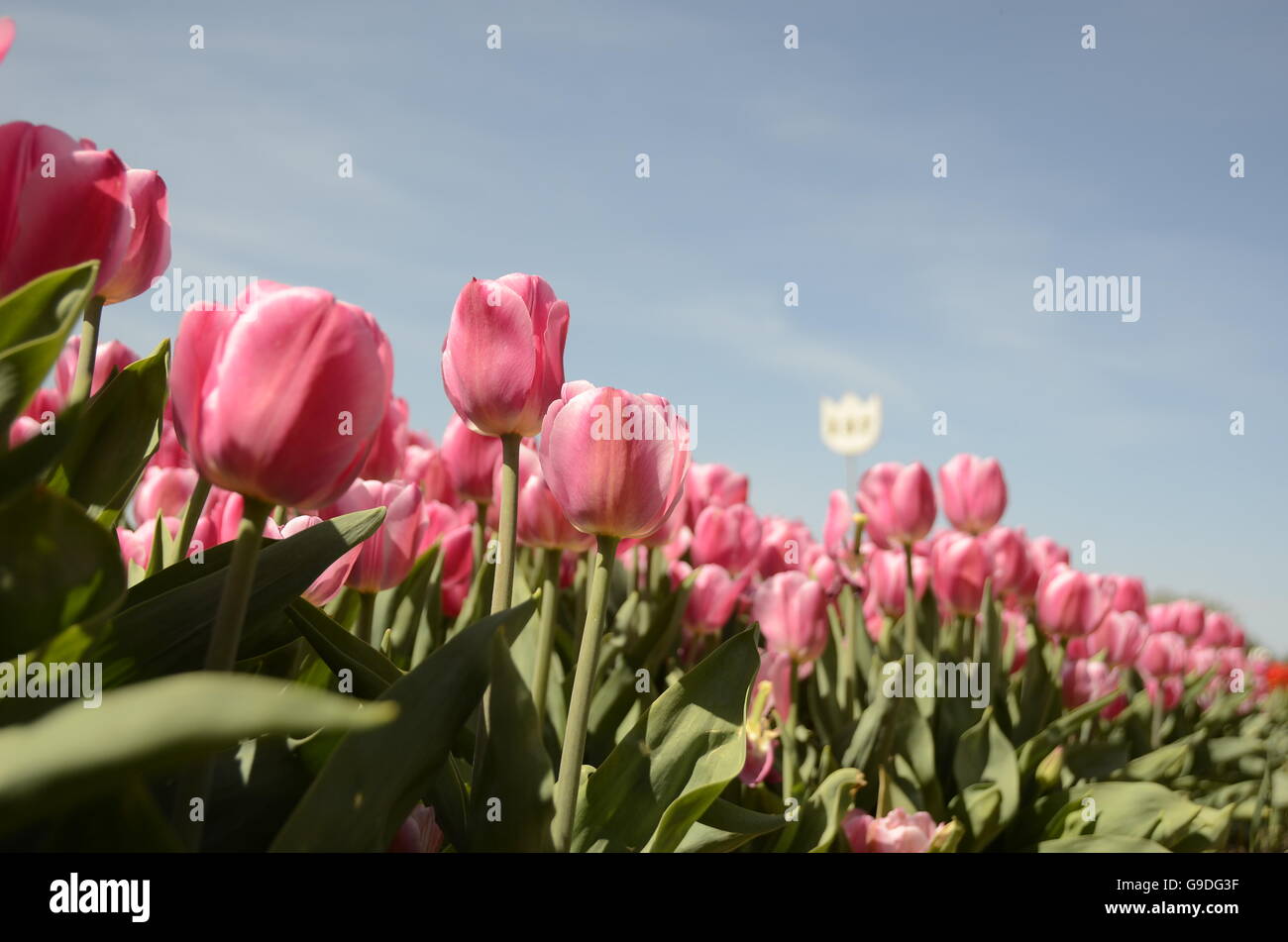 Tulip time festival in Holland, Michigan Stock Photo - Alamy