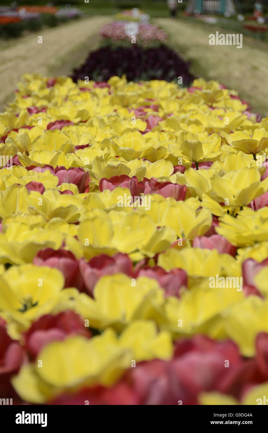 Tulip time festival in Holland, Michigan Stock Photo - Alamy