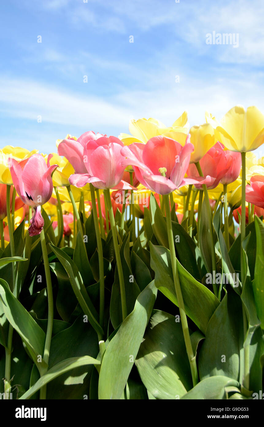 Veldheer tulip farm hi-res stock photography and images - Alamy