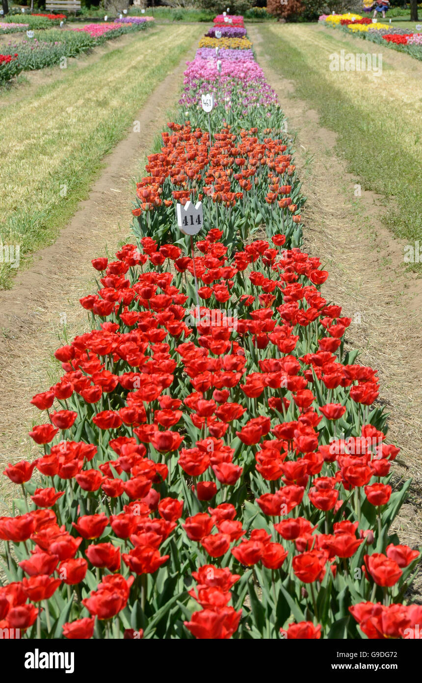 Tulip time festival in Holland, Michigan Stock Photo - Alamy