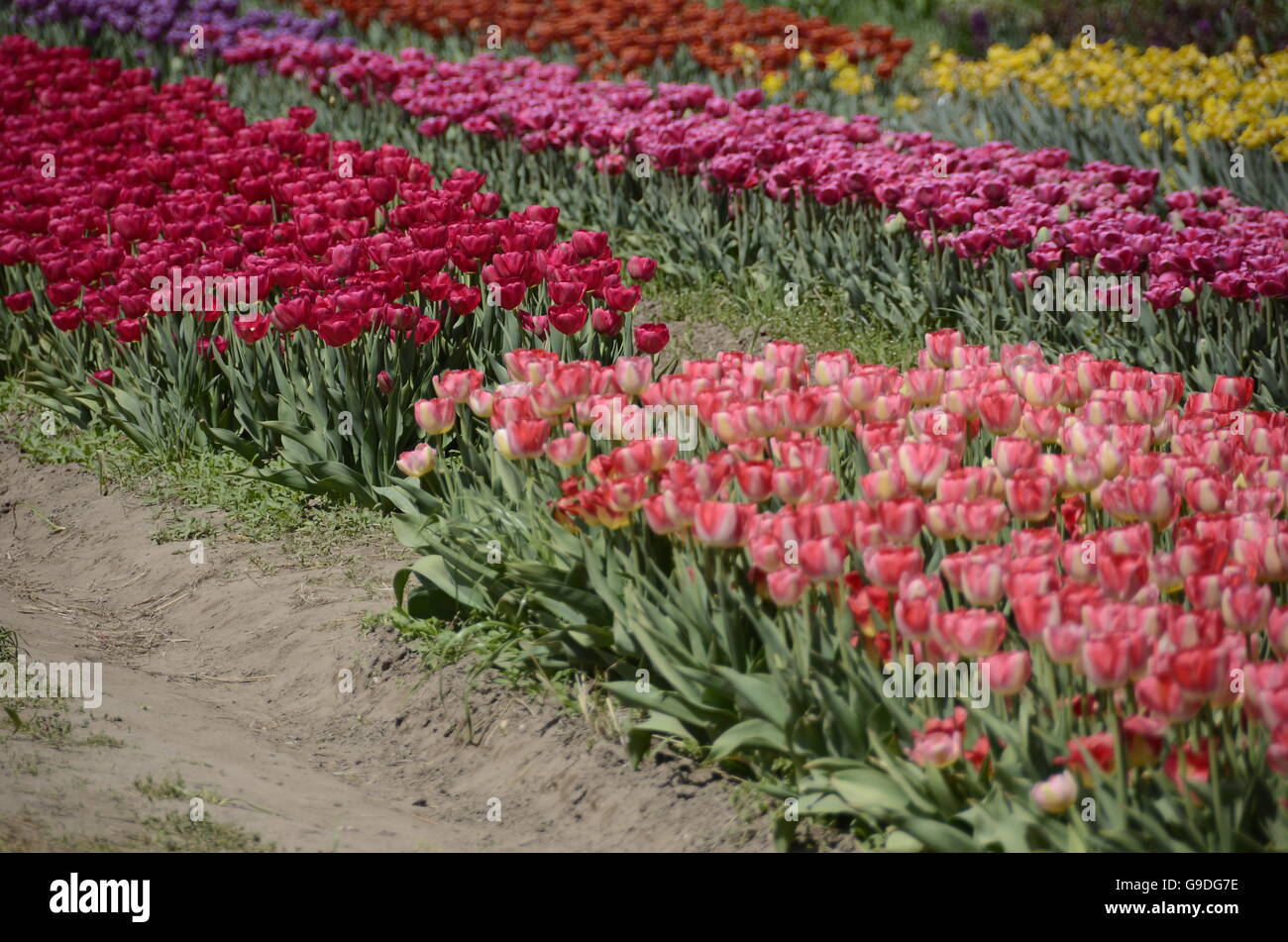 Tulip time festival in Holland, Michigan Stock Photo - Alamy