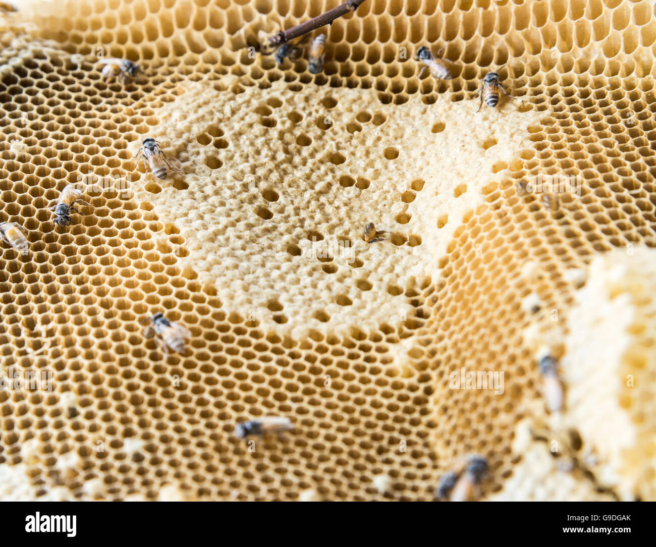Closeup of the small honeycomb from the natural farm, select focus ...