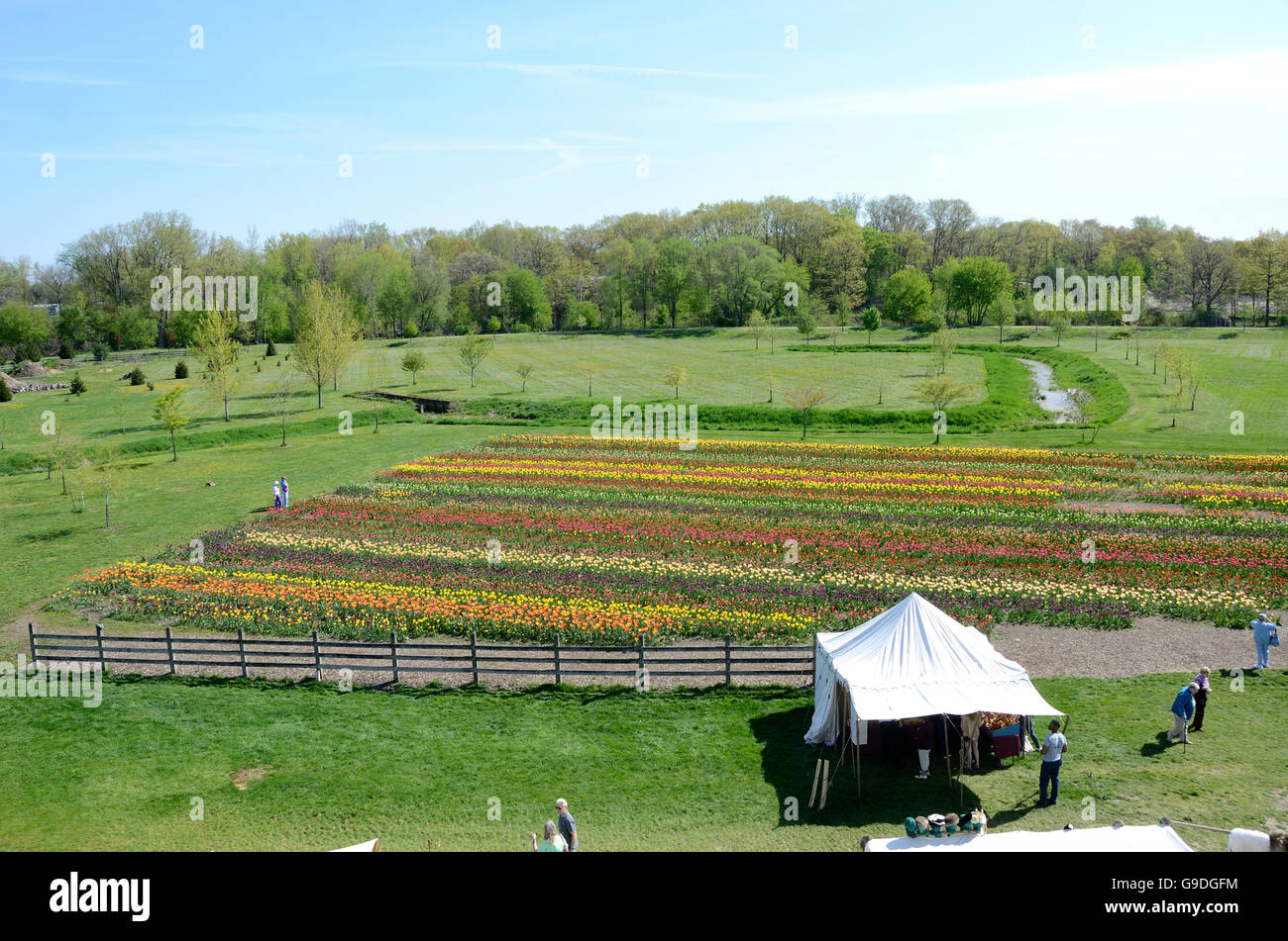 Tulips at Windmill Island in Holland, Michigan during the tulip time ...