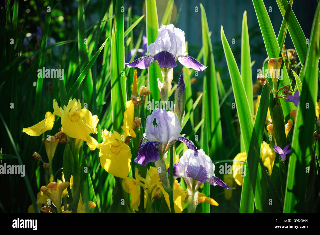 Flowers of iris in the garden Stock Photo - Alamy