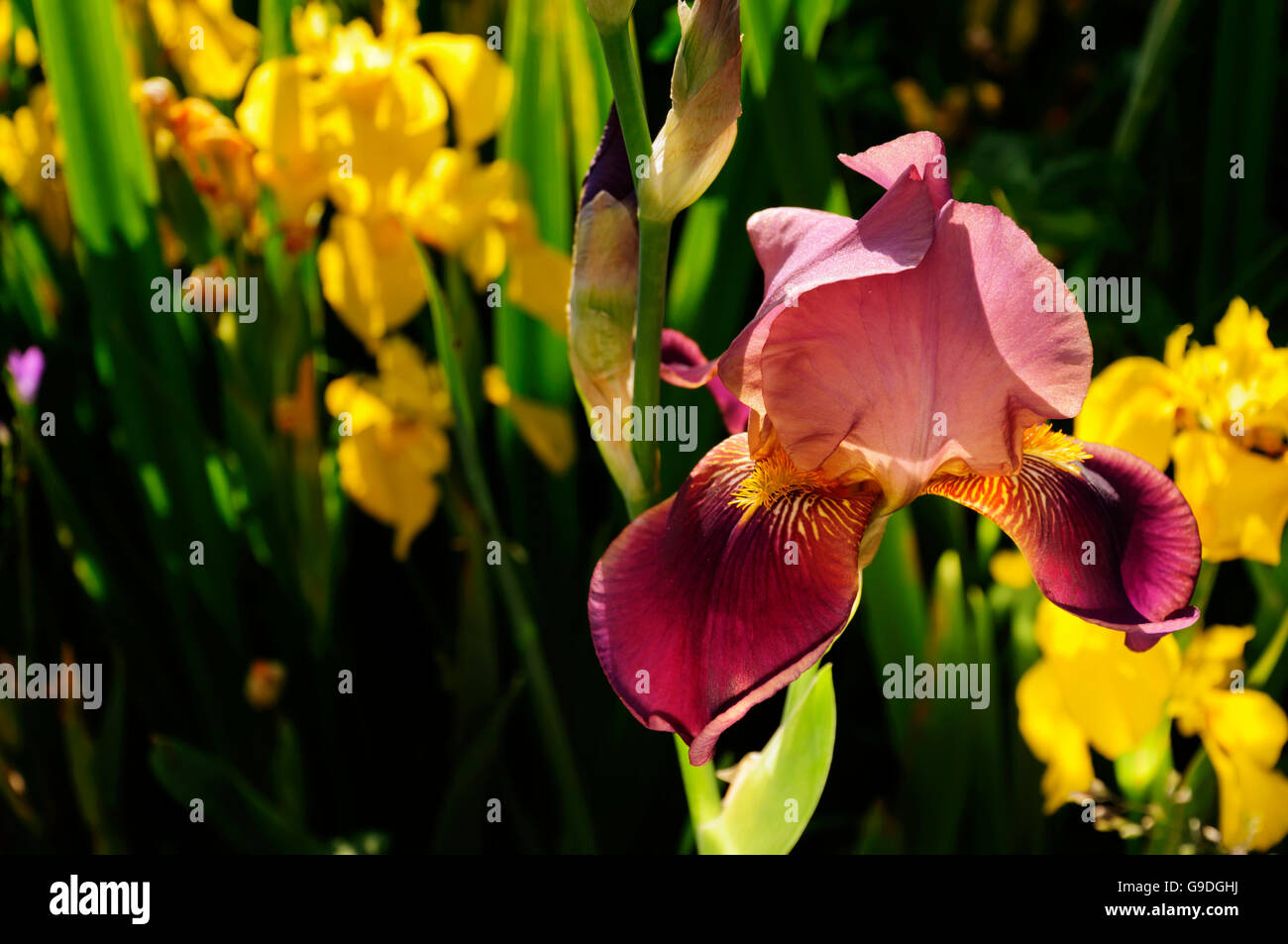Flower of iris in the garden Stock Photo - Alamy