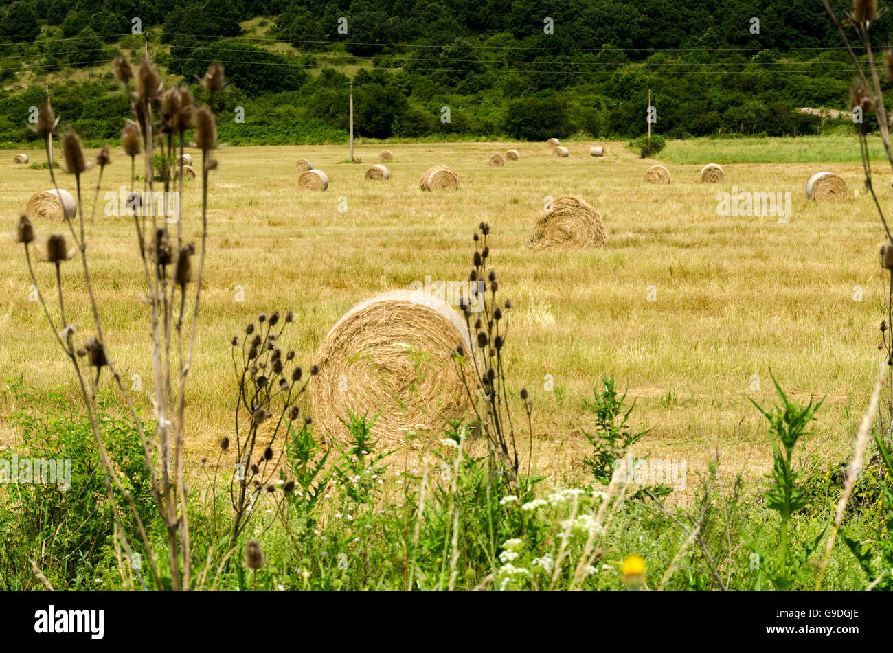 Fodder store hi-res stock photography and images - Alamy