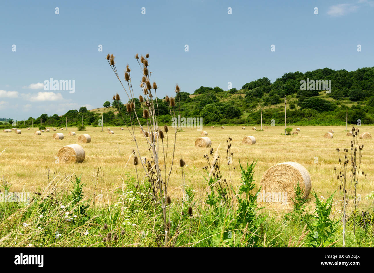 Straw bales in a field during the summer harvest and thistle Stock ...