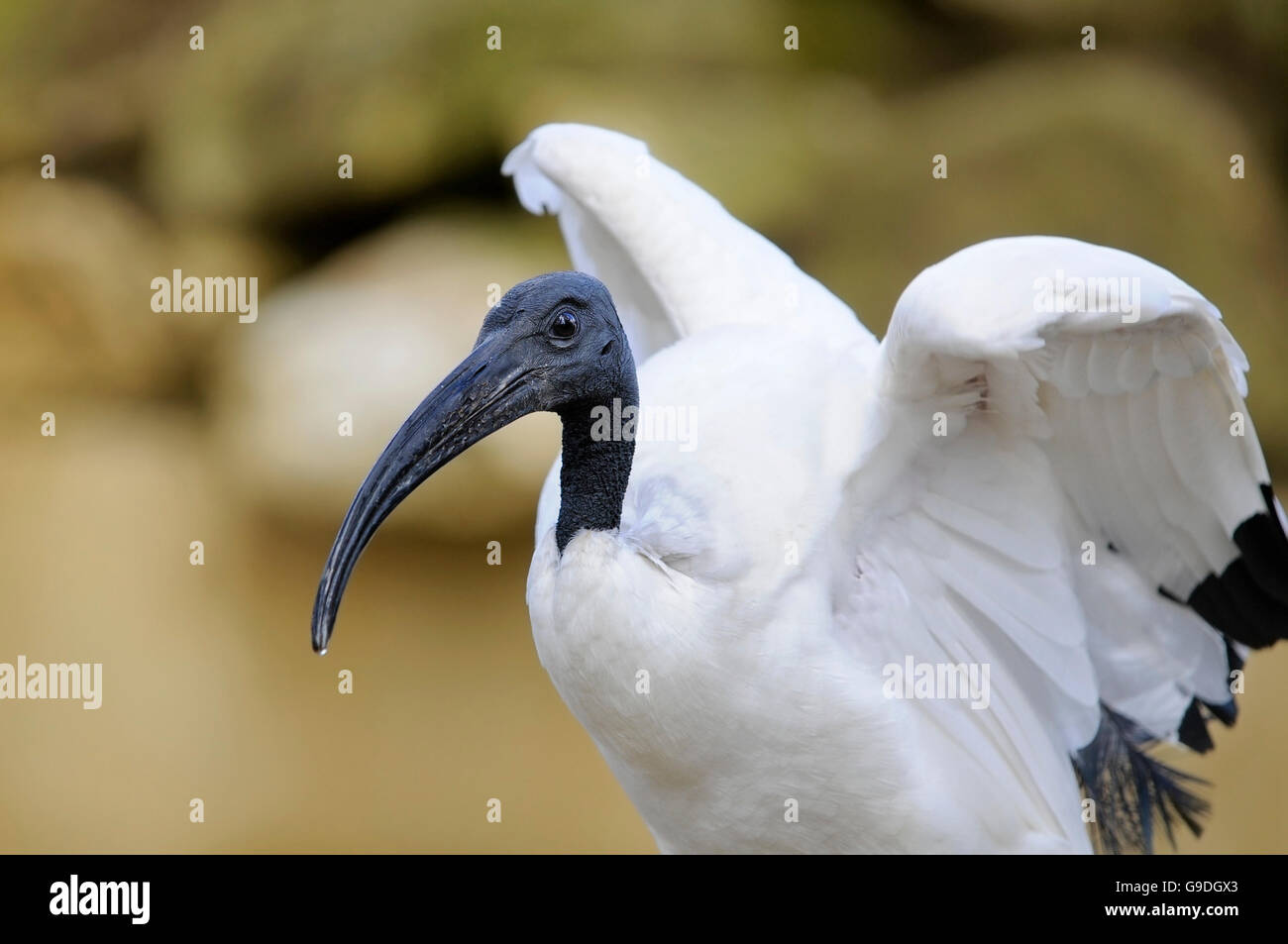 Horizontal portrait of adult of African sacred ibis, Threskiornis ...