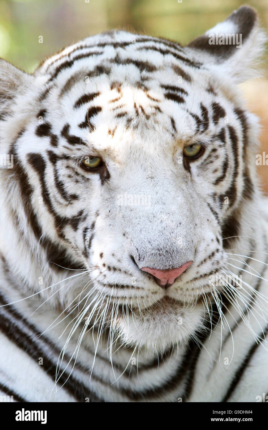 Portrait of a white tiger. Panthera tigris tigris Stock Photo - Alamy