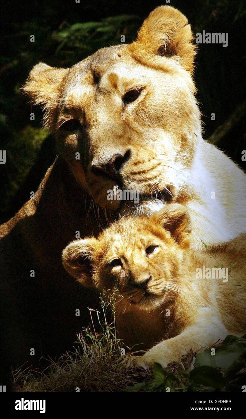 One the new born baby lion cubs plays with a lioness at Edinburgh Zoo ...