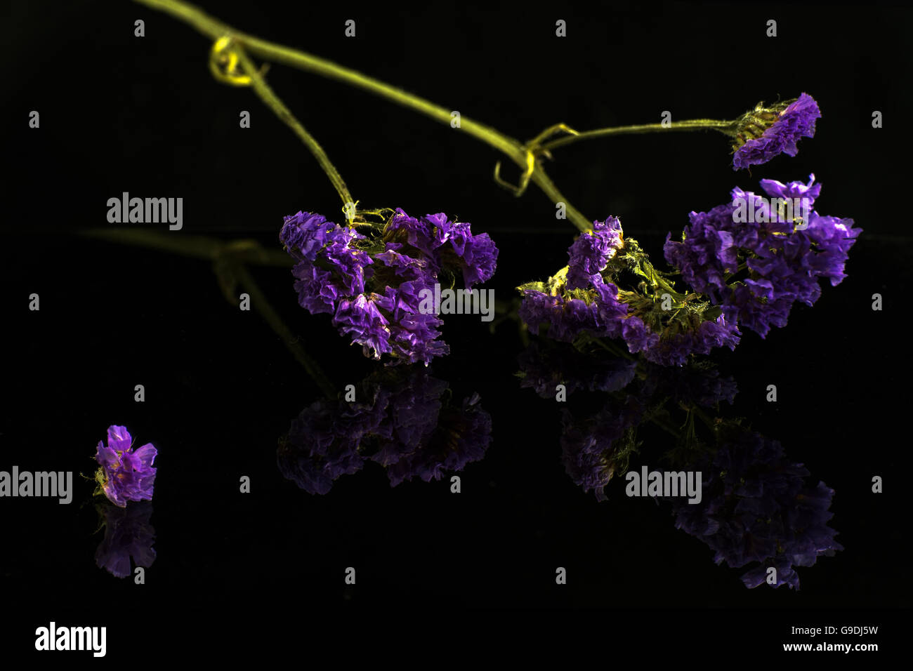 Limonium sinuatum Statice Salem flower isolated on black Stock Photo ...