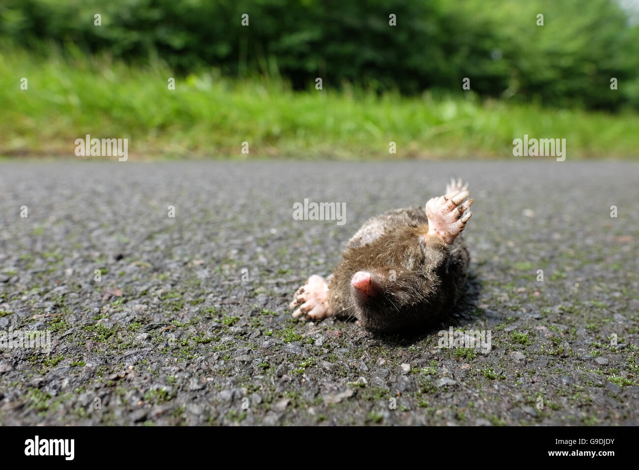 Mole dead hi-res stock photography and images - Alamy