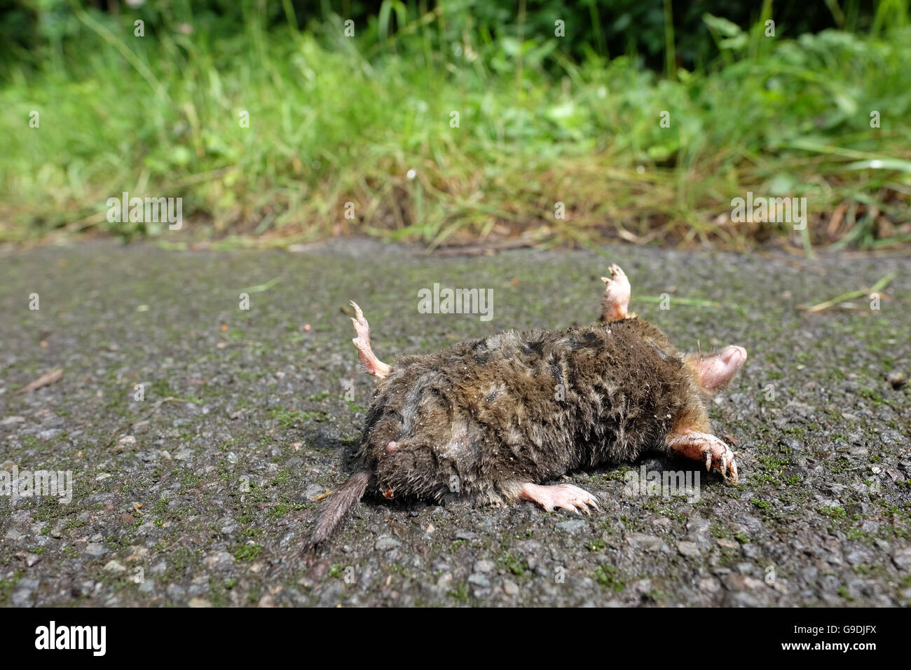Mole dead hi-res stock photography and images - Alamy