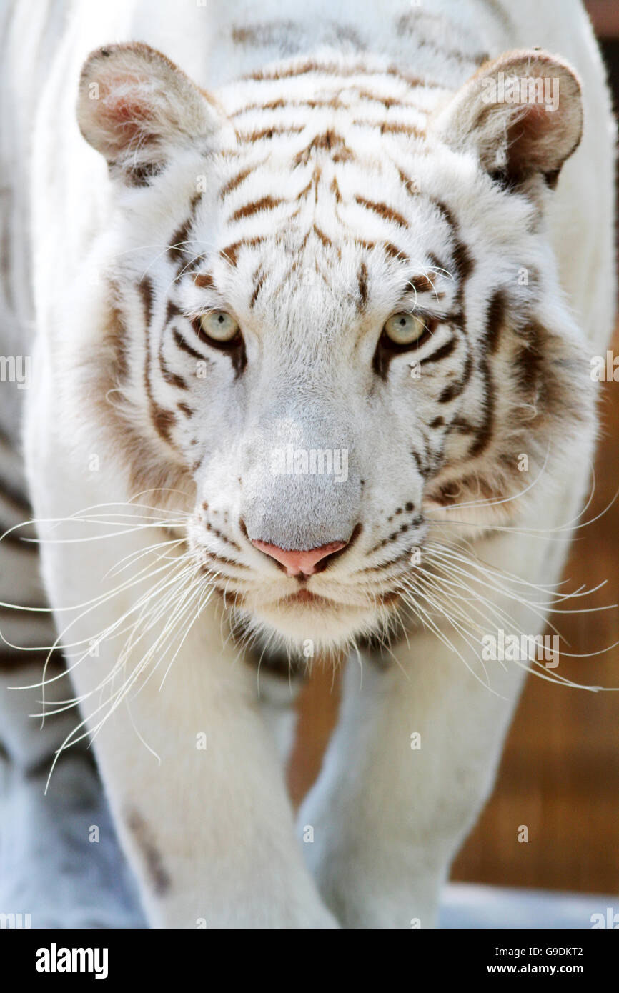 Portrait of a white tiger. Panthera tigris tigris Stock Photo - Alamy