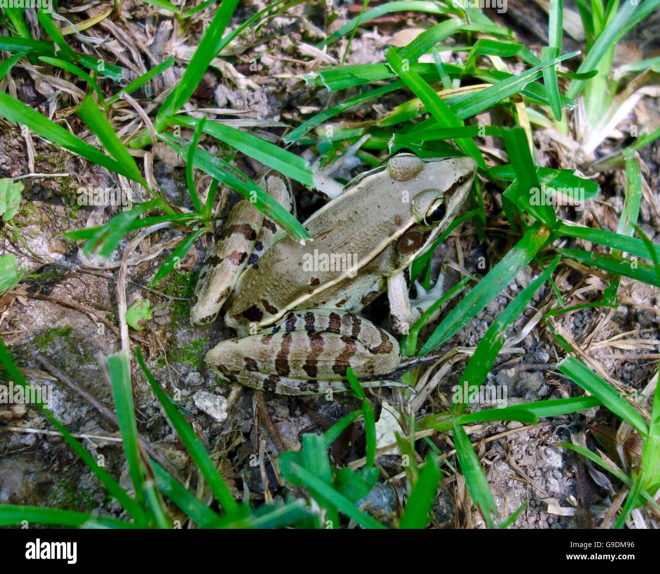 Frog perspective hi-res stock photography and images - Alamy