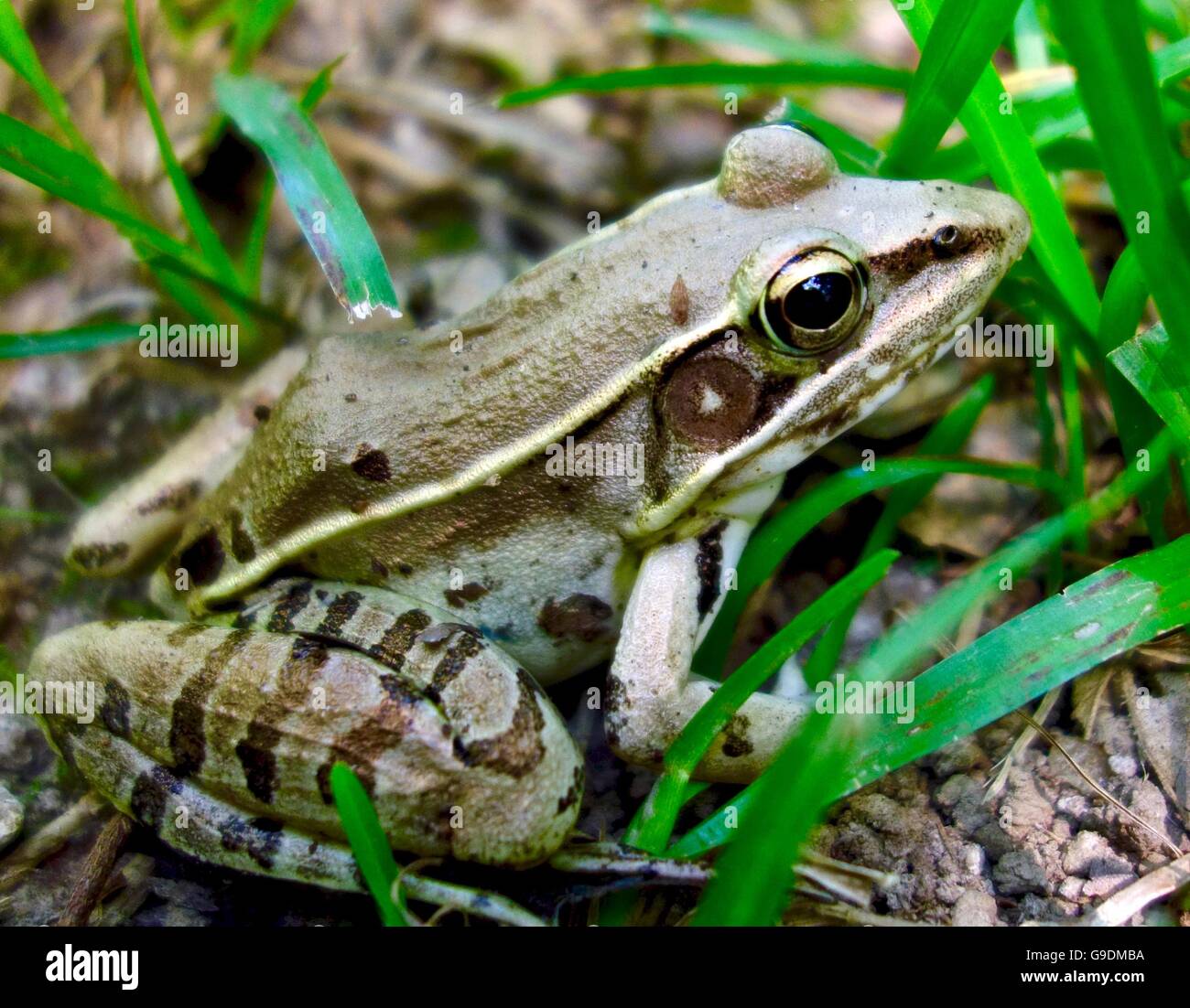 Close up of a brown tree frog in a meadow Stock Photo - Alamy