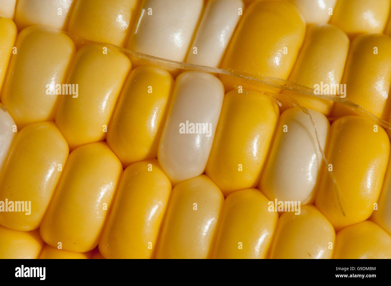 Yellow corn kernels hi-res stock photography and images - Alamy