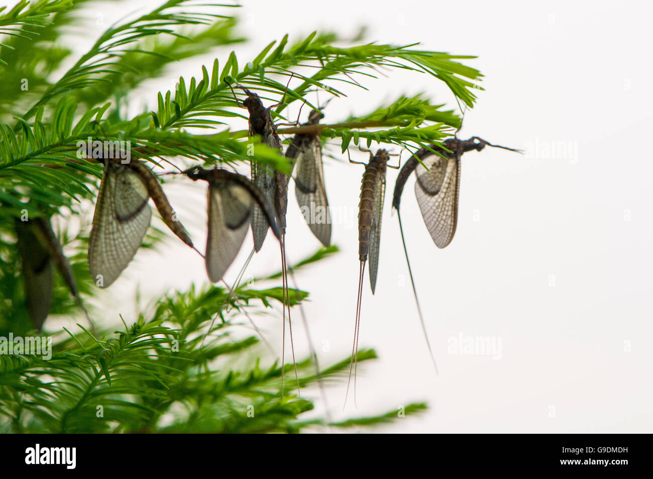 Mayflies hi-res stock photography and images - Alamy