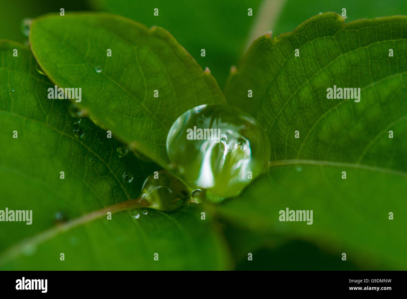 Esthetic leaf hi-res stock photography and images - Alamy
